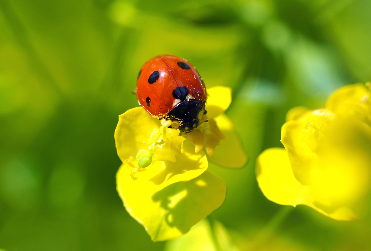 Natural Gardening: Following Nature's Lead - Gardening Maven Natural Gardening: Following Nature's Lead - Gardening Maven